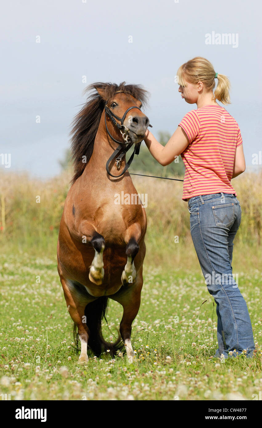 Woman holding a rearing Shetland Pony Stock Photo - Alamy