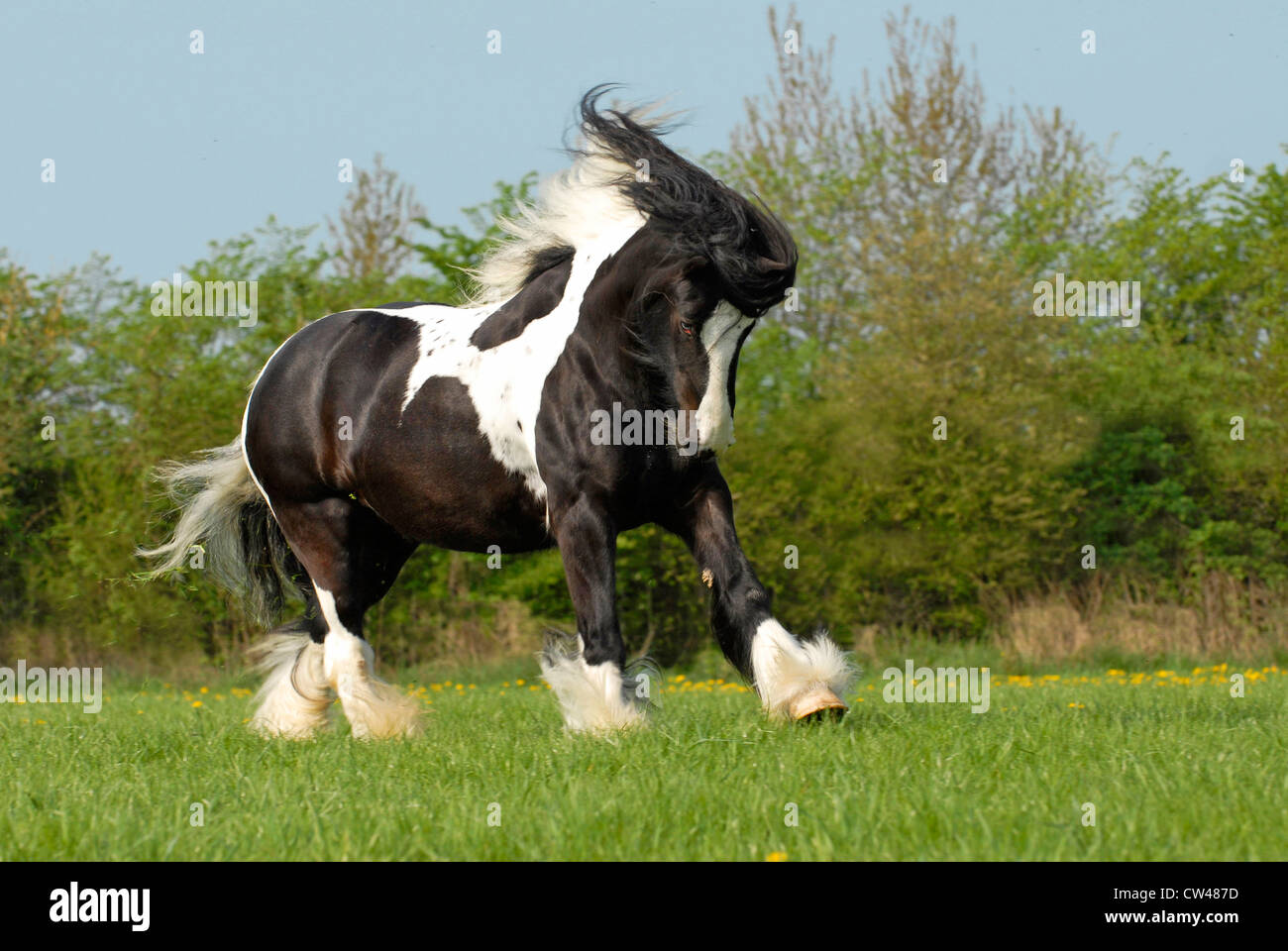 Gypsy Vanner Horse, Gypsy Cob in a gallop on a meadow in spring Stock ...