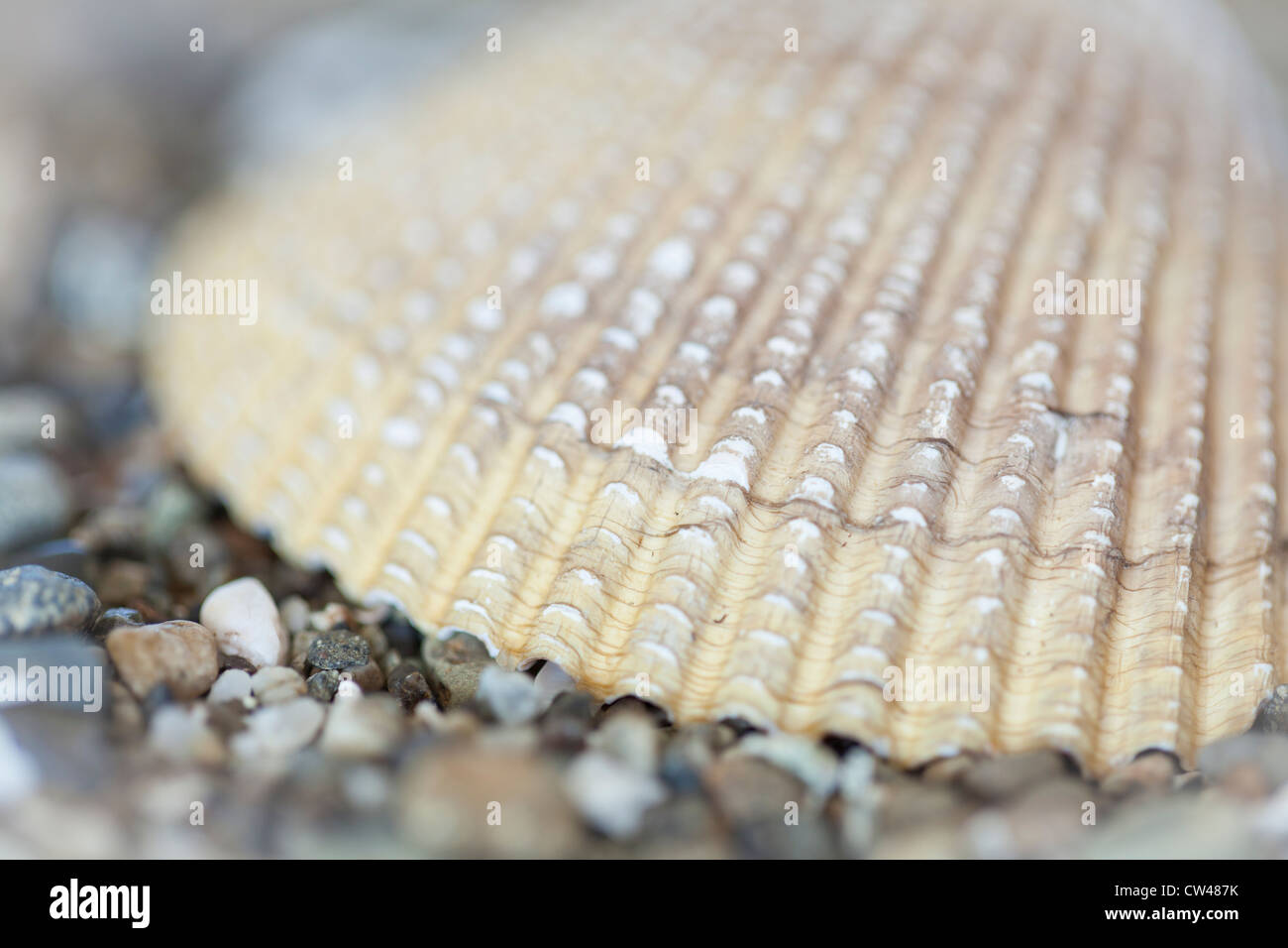 USA, Washington, Seabeck, Hood Canal, Cockle shell, close-up Stock ...