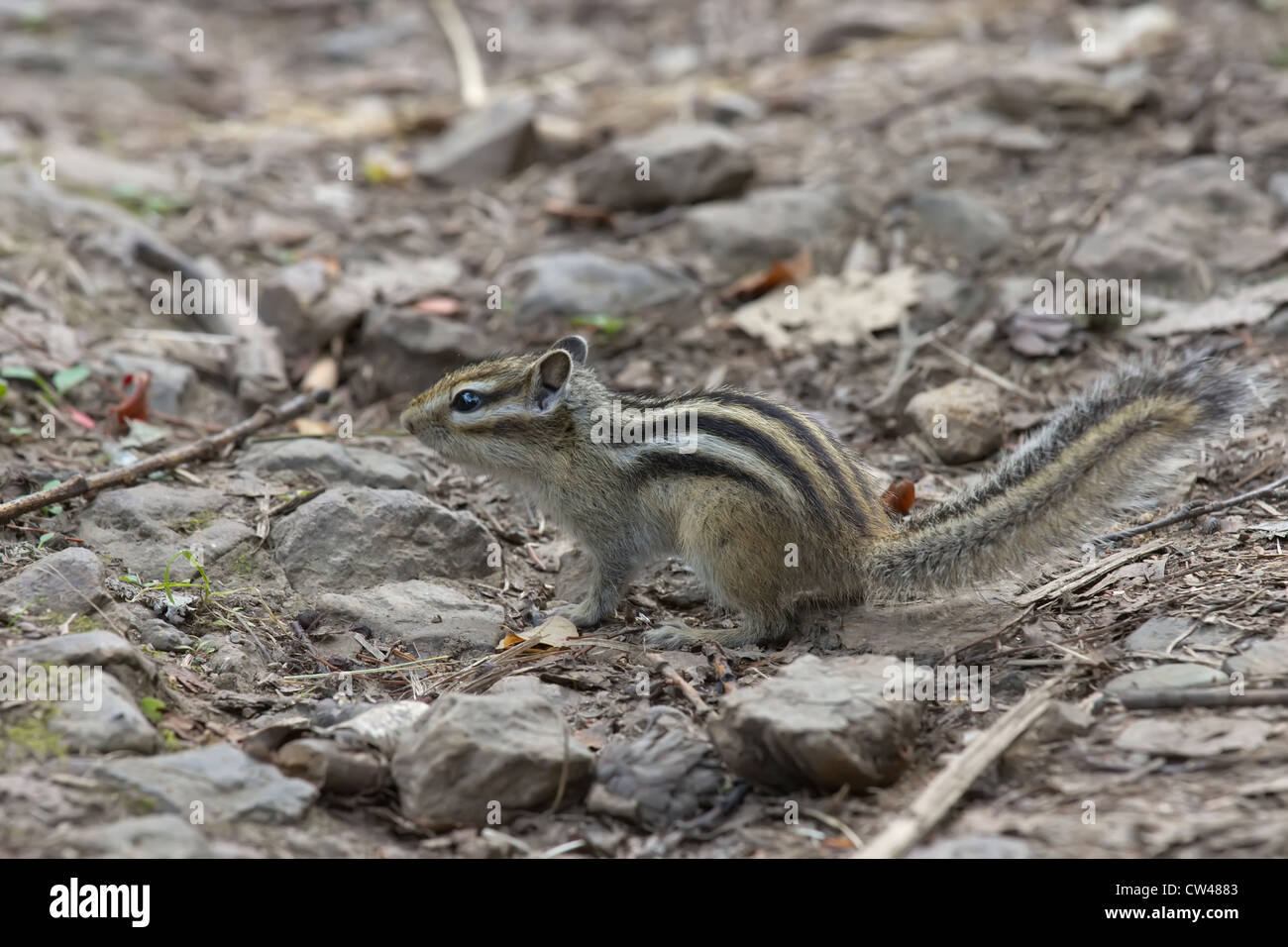 Siberia chipmunk hi-res stock photography and images - Alamy