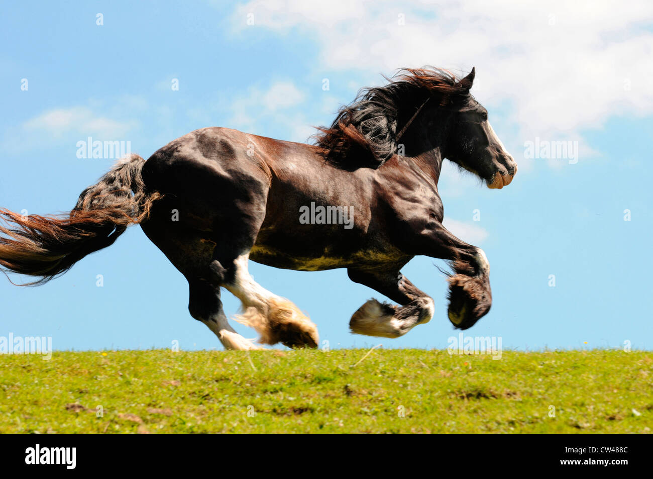 Gypsy Vanner Horse, Gypsy Cob in a gallop on a meadow Stock Photo - Alamy