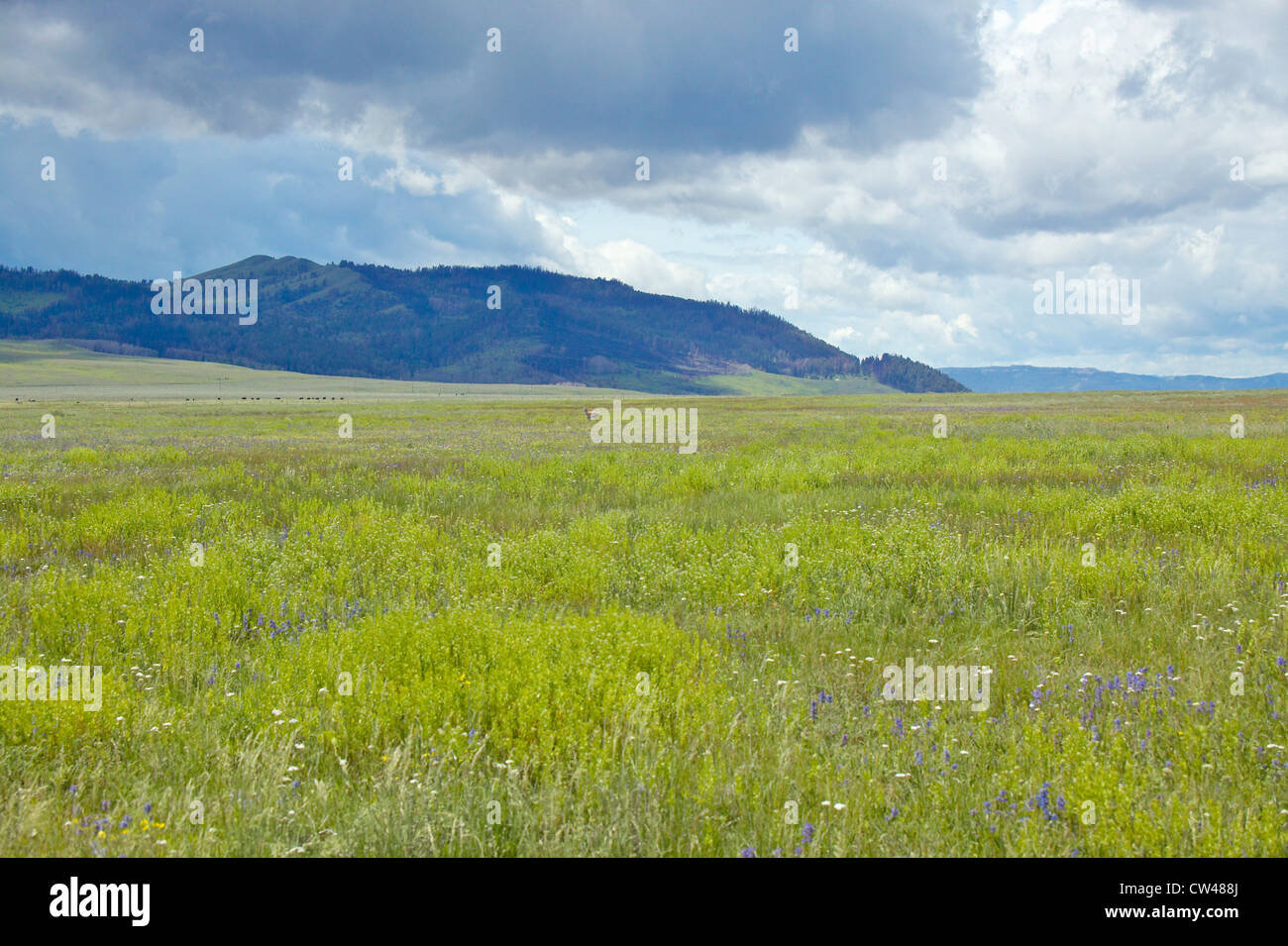 Spring grasslands and mountains in Centennial Valley near Lakeview, MT ...