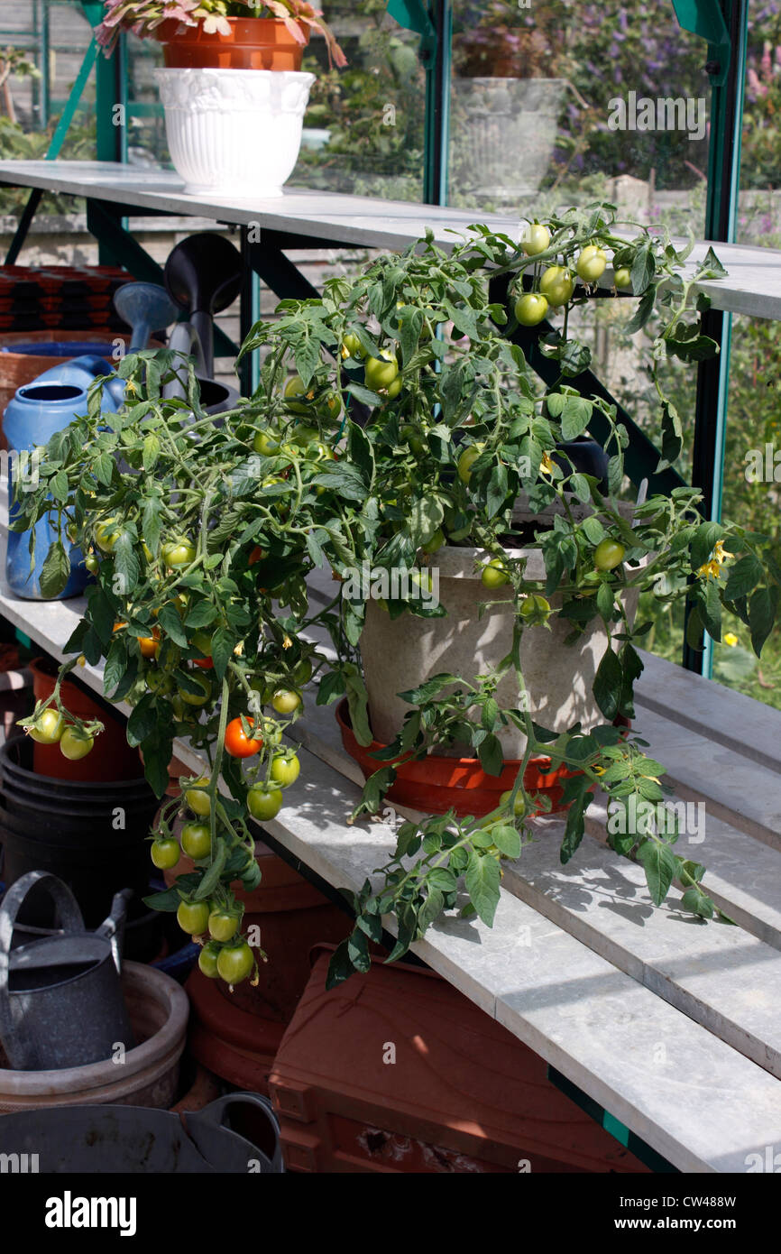 Trailing fruit plant hi-res stock photography and images - Alamy