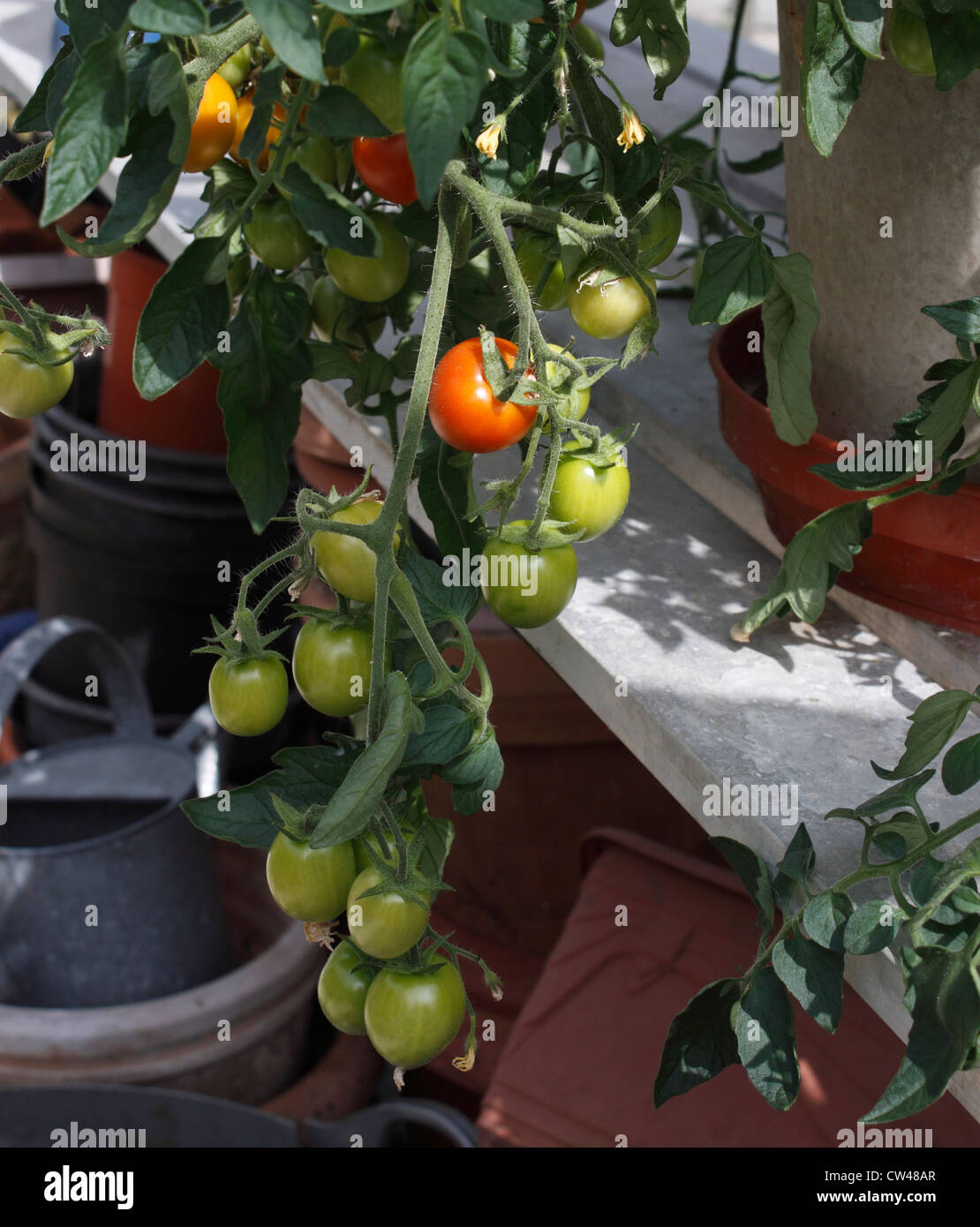 TRAILING TOMATO MASKOTKA. GREENHOUSE POT GROWN Stock Photo - Alamy