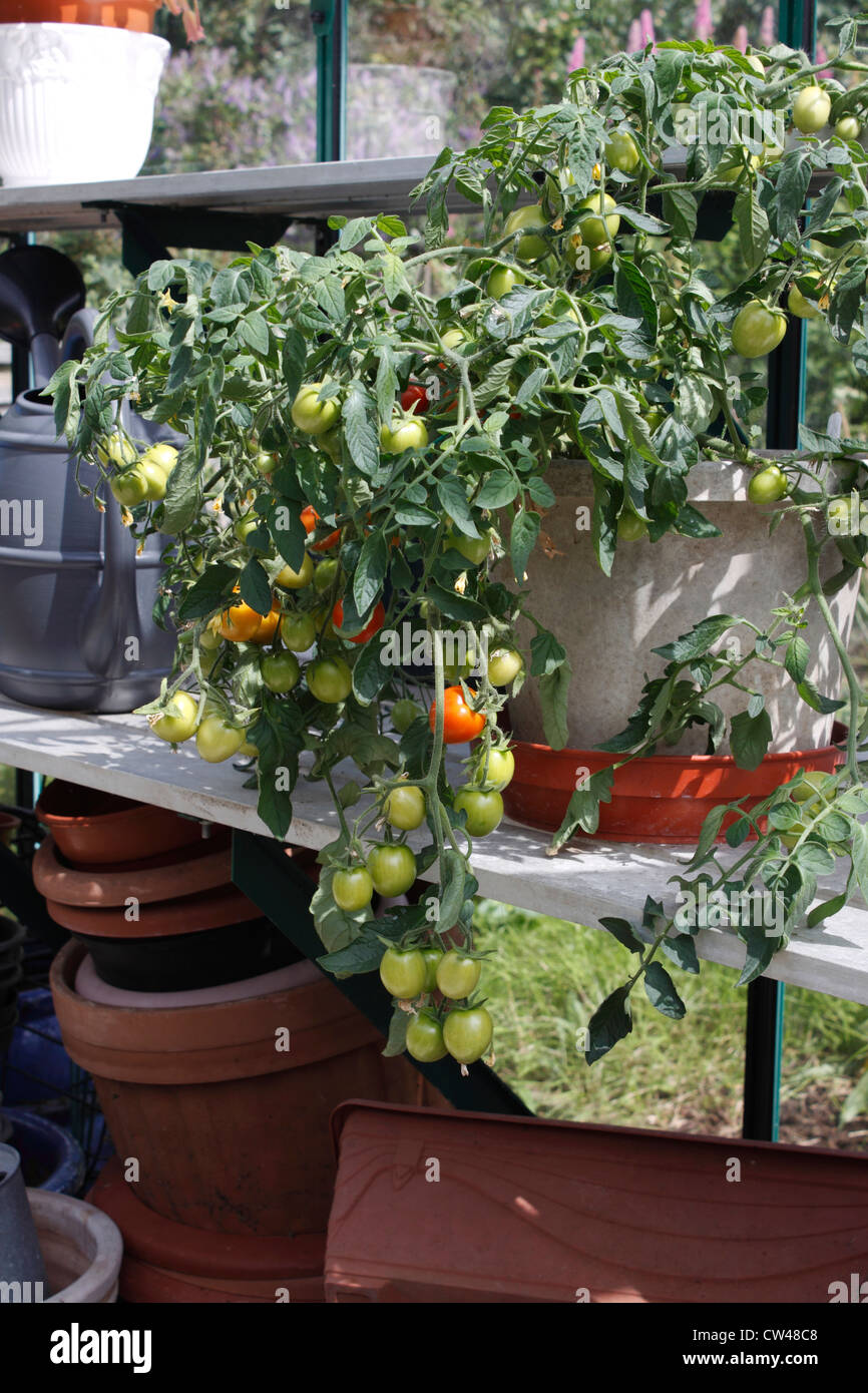 TRAILING TOMATO MASKOTKA. GREENHOUSE POT GROWN Stock Photo - Alamy