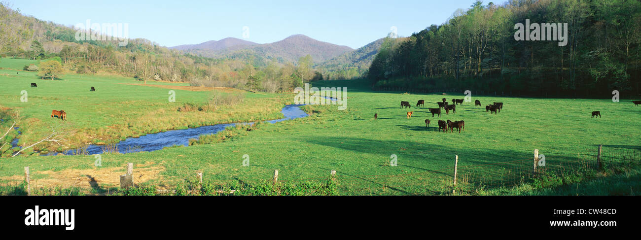 Cattle grazing in green field with stream Stock Photo - Alamy