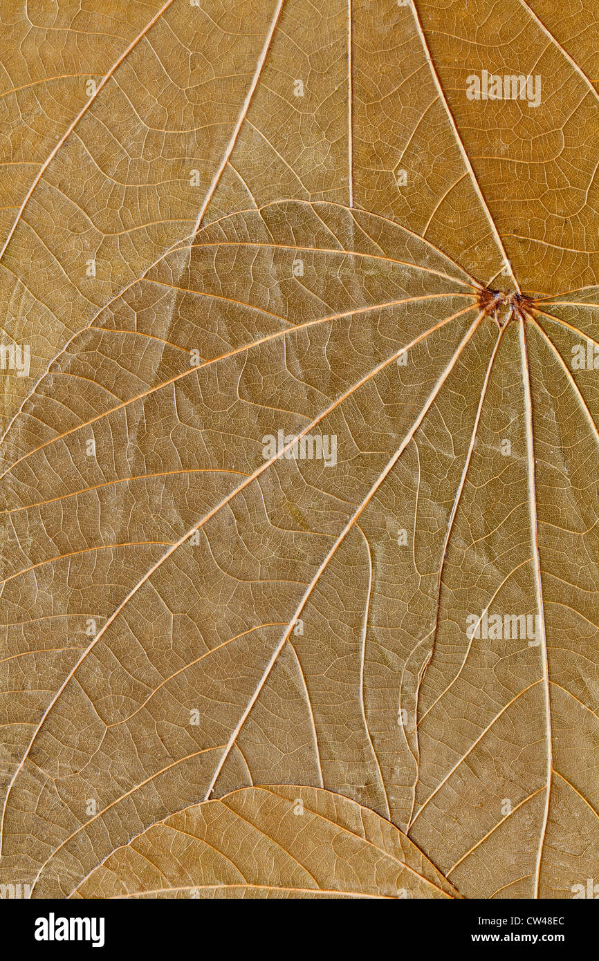 Pressed leaves frame hi-res stock photography and images - Alamy