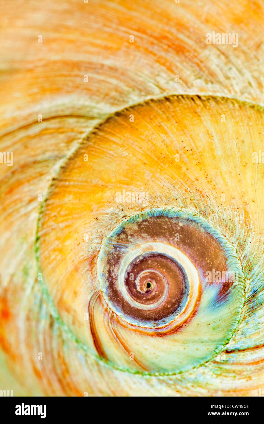Close-up of Moon Snail shell Stock Photo - Alamy
