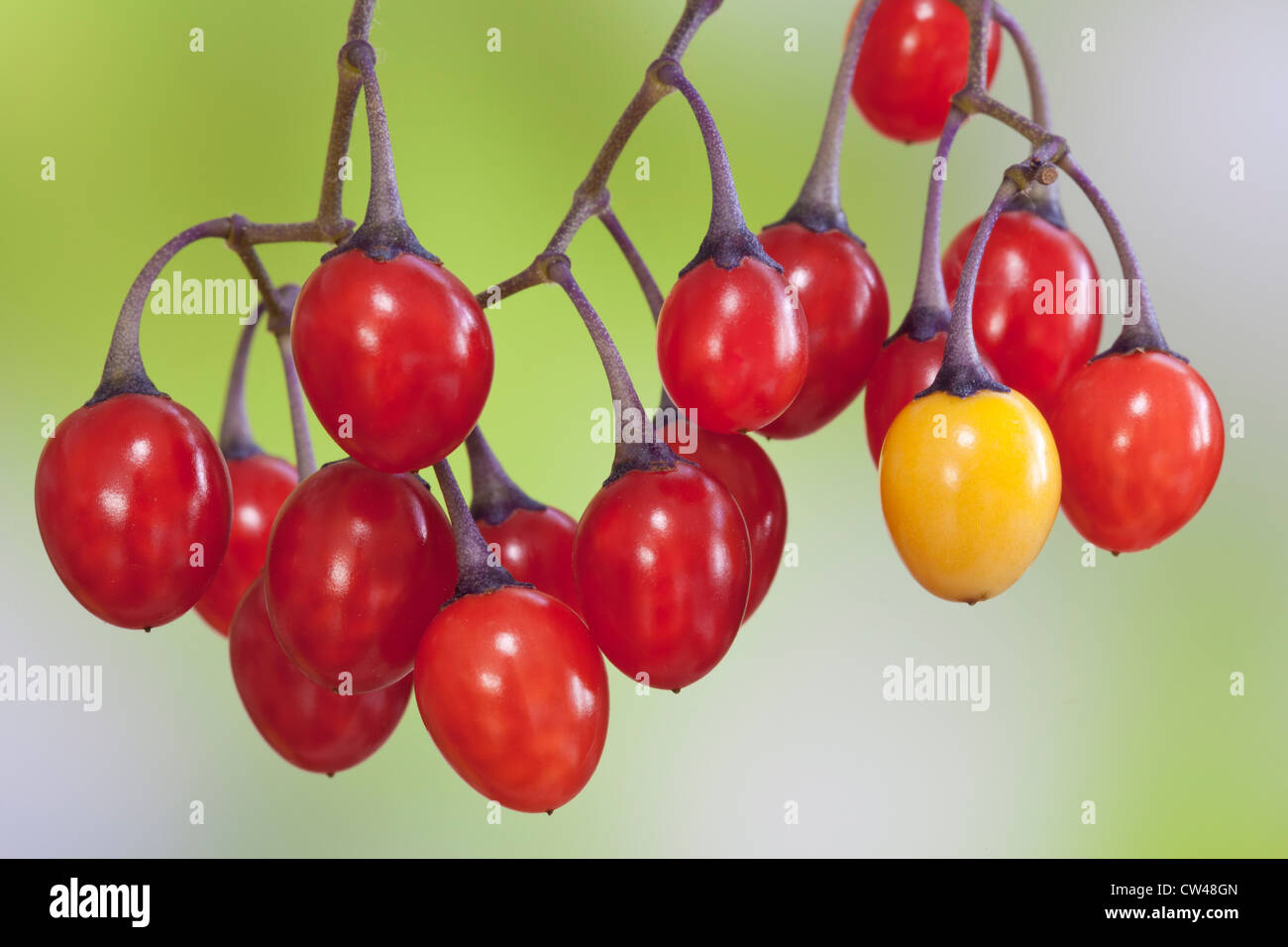 Close-up of Bittersweet nightshade (Solanum dulcamara) red berries ...