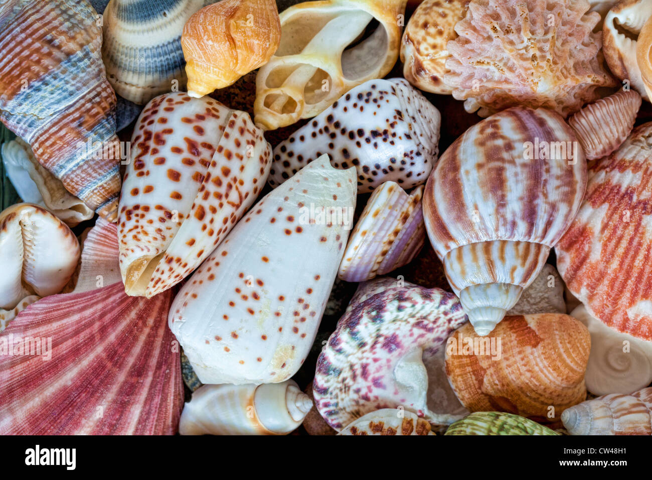 Close-up of assorted seashells Stock Photo - Alamy