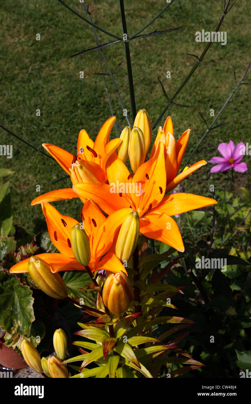 LILIUM BRUNELLO. ASIATIC LILY Stock Photo - Alamy