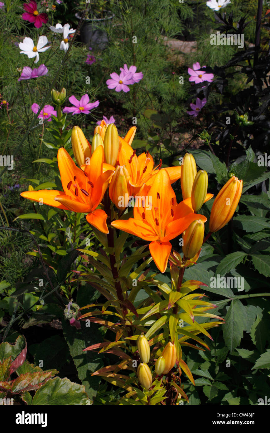 LILIUM BRUNELLO. ASIATIC LILY Stock Photo - Alamy