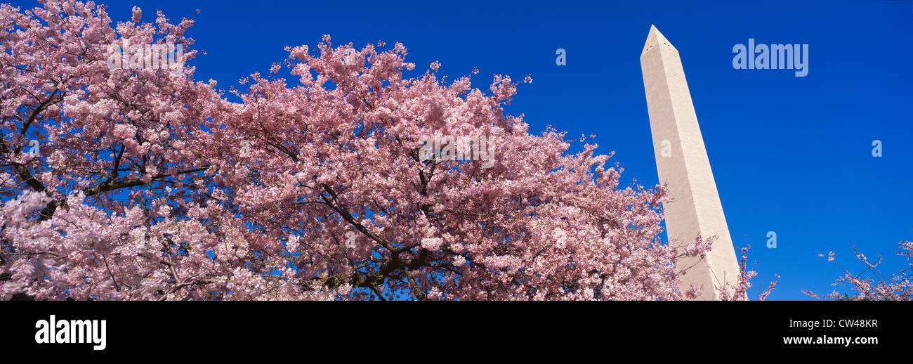 Washington Monument & spring cherry blossoms Stock Photo - Alamy