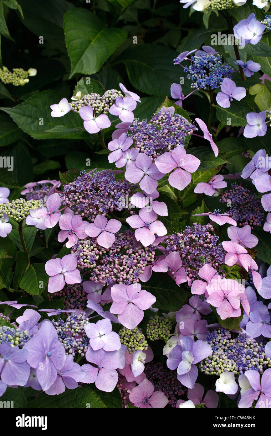 Hydrangea serrata bluebird hi-res stock photography and images - Alamy