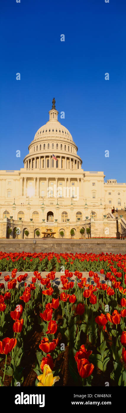 The Capitol & tulip garden, Washington, DC Stock Photo - Alamy