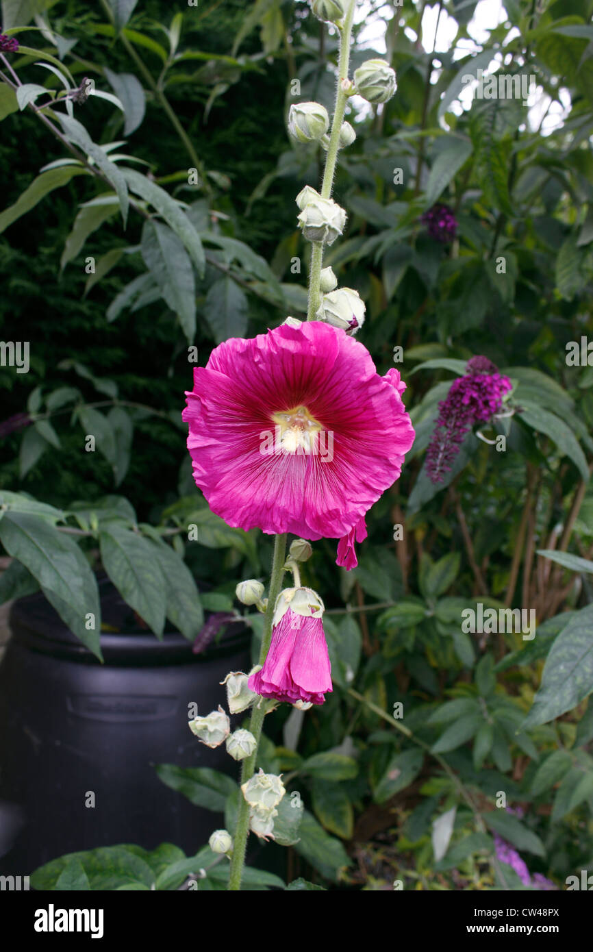 ALCEA ROSEA. PINK HOLLYHOCK Stock Photo - Alamy