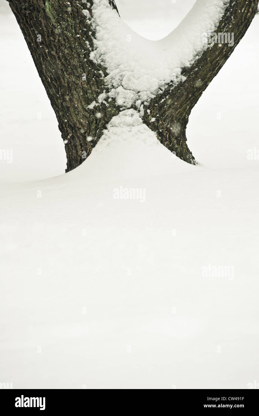 Tree covered in snow Stock Photo - Alamy