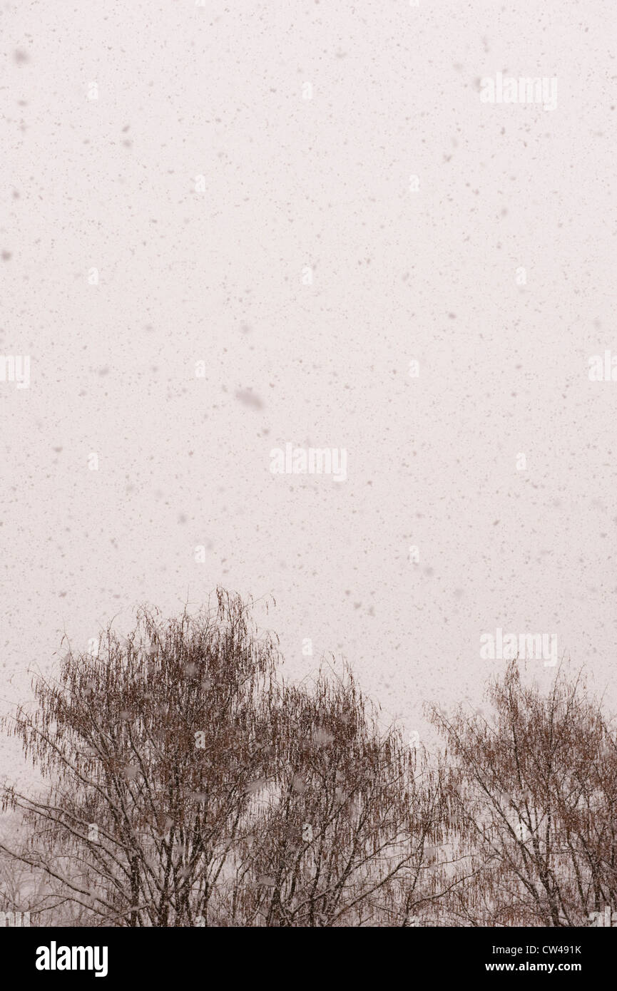 Snow flakes falling trees hi-res stock photography and images - Alamy