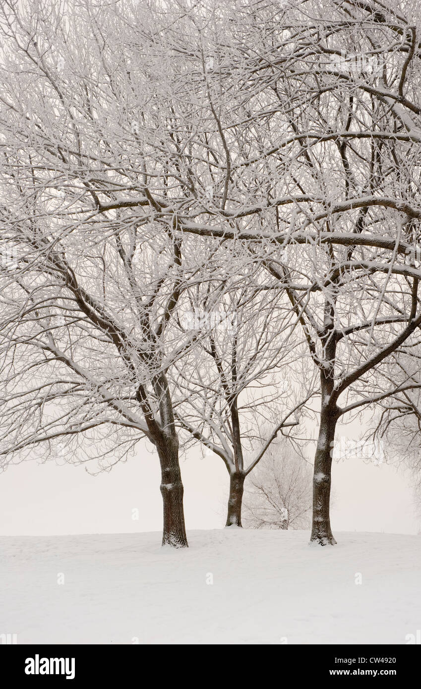 Trees with frost Stock Photo - Alamy