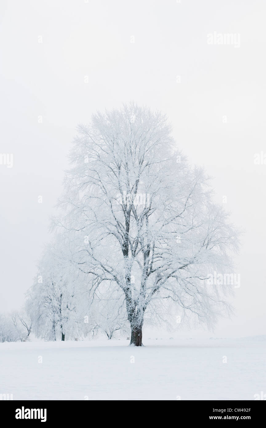 Trees with frost Stock Photo - Alamy
