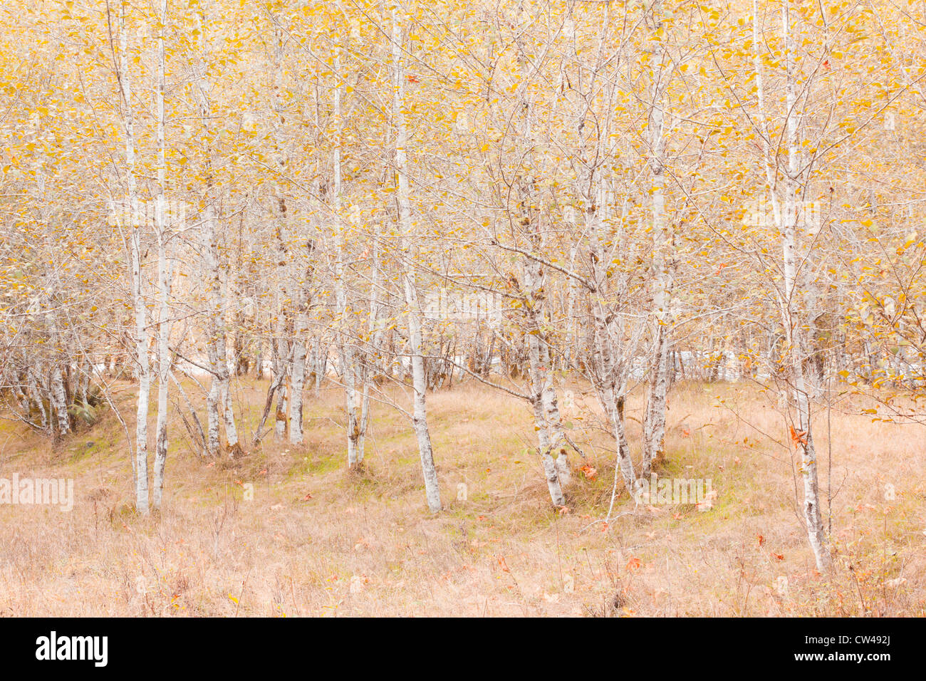 Alder trees along the Quinault River, Olympic National Park, Washington ...