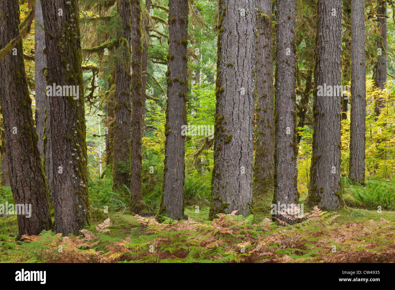 Trees in a forest, Quinault River, Olympic National Park, Washington ...