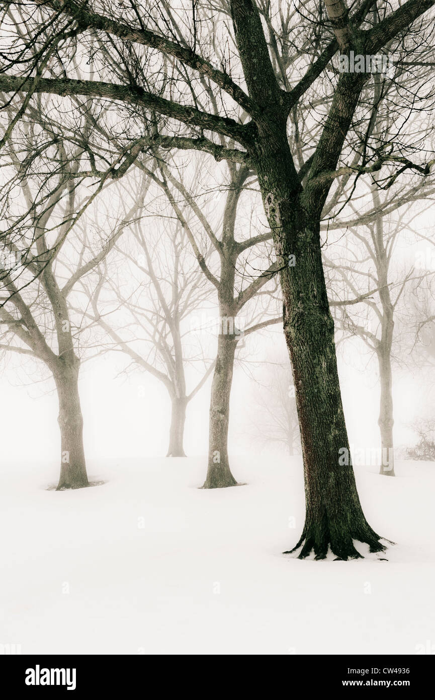 Winter serene hi-res stock photography and images - Alamy