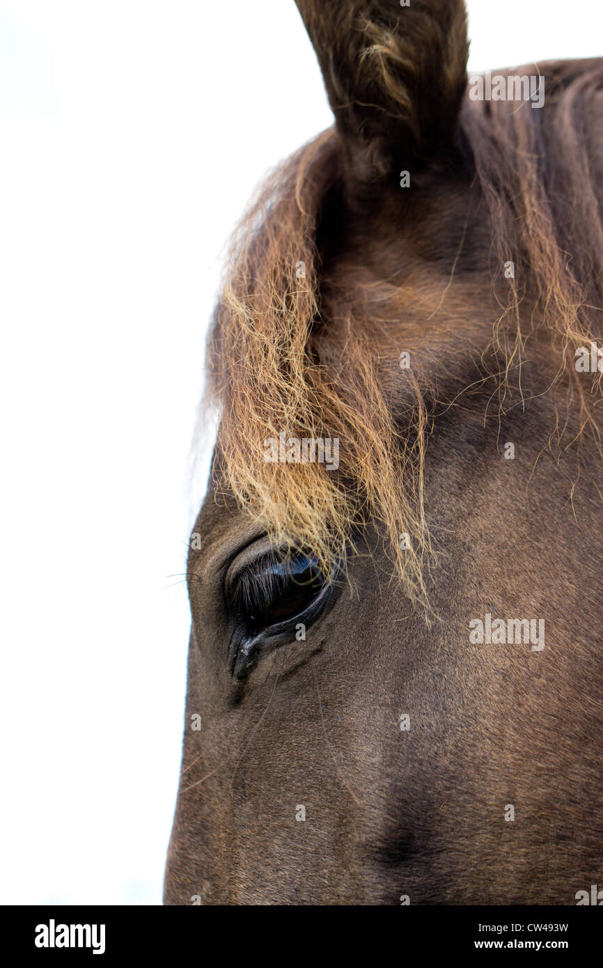 Profile close-up of a chestnut Welsh cob mare head Stock Photo - Alamy