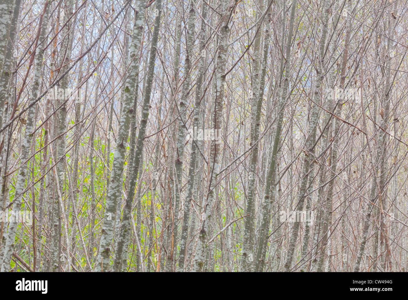 Alder trees in a forest, Quinault River, Olympic Peninsula, Washington ...