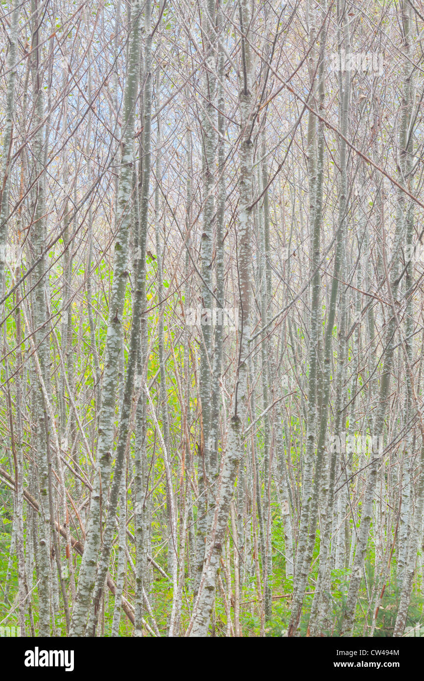 Alder trees in a forest, Quinault River, Olympic Peninsula, Washington ...
