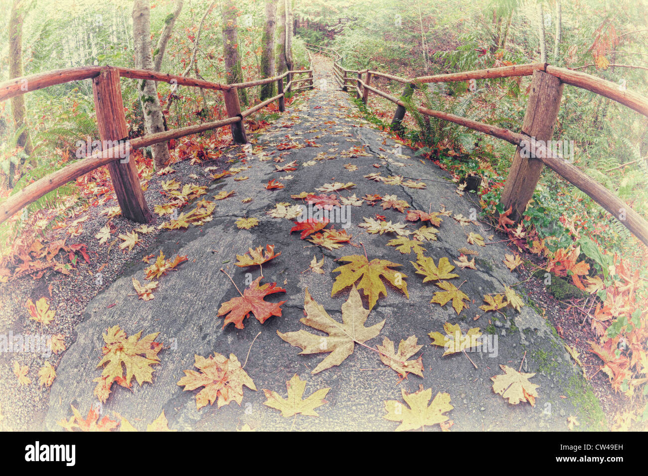 Fall forest with path and bridge Stock Photo - Alamy