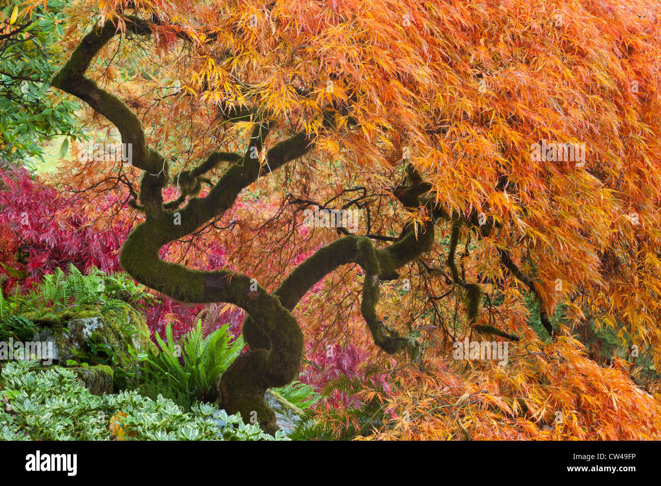 Japanese maple (Acer palmatum) tree in autumn Stock Photo - Alamy