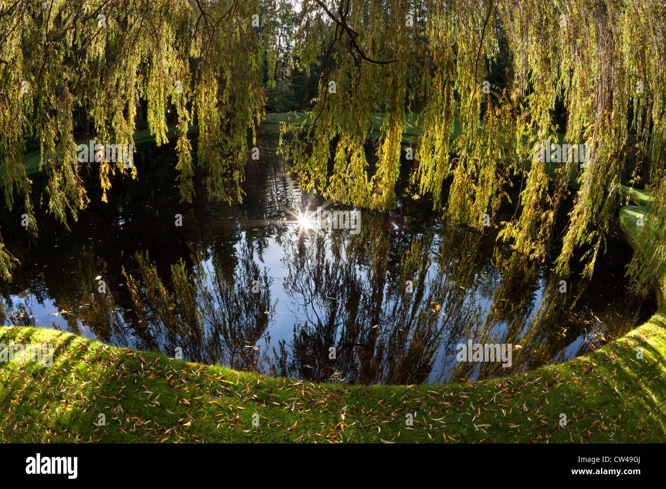 Weeping willow trees and pond Stock Photo - Alamy