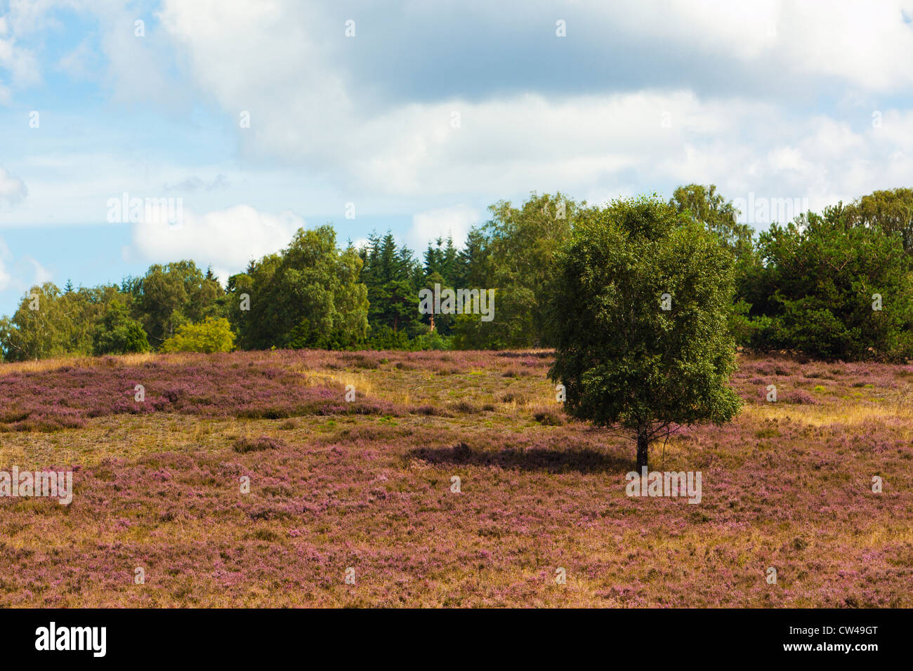 Lueneburg heath nature reserve hi-res stock photography and images - Alamy