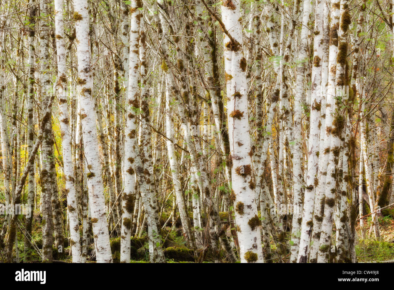 Alder trees in a forest, Olympic National Park, Washington State, USA ...
