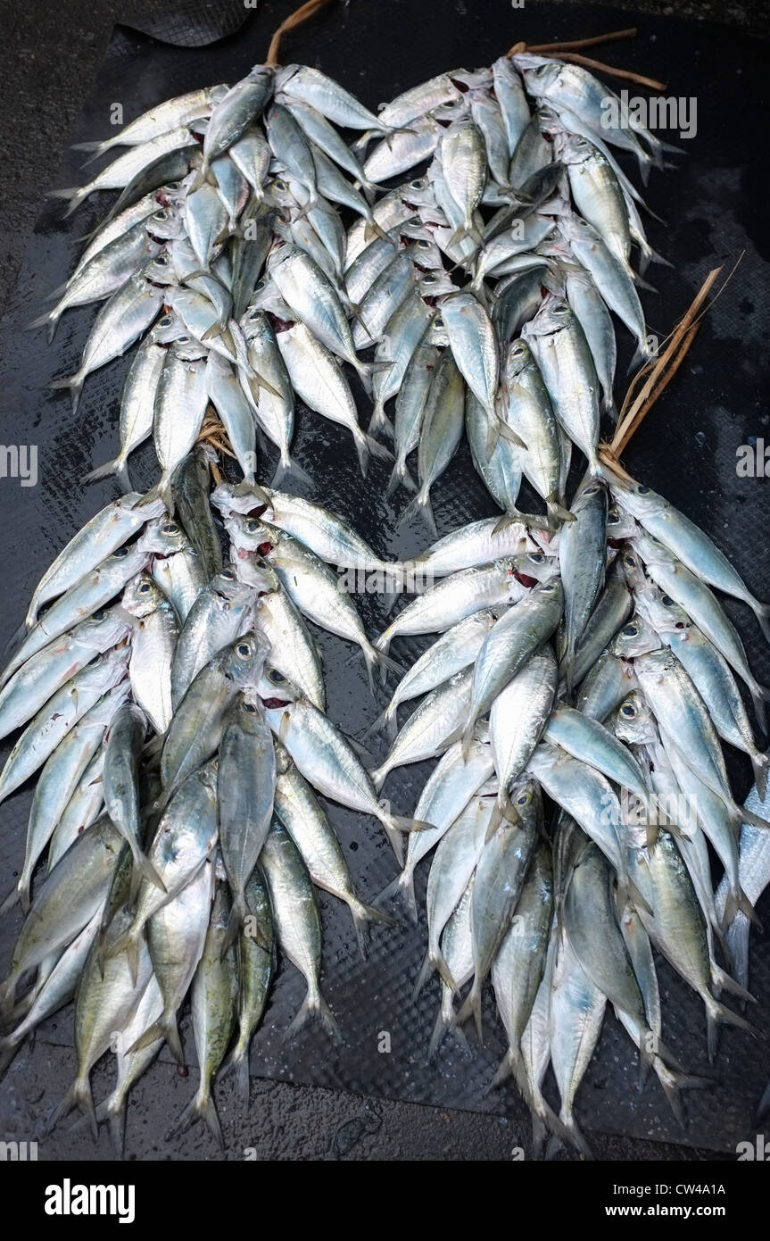 Fresh Fish on a Street Market Stall in Suva Fiji Stock Photo - Alamy
