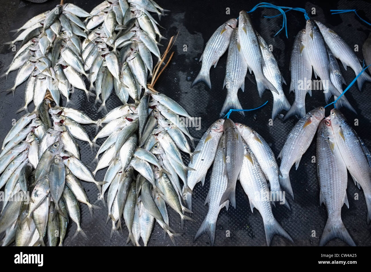 Fiji fish market hi-res stock photography and images - Alamy
