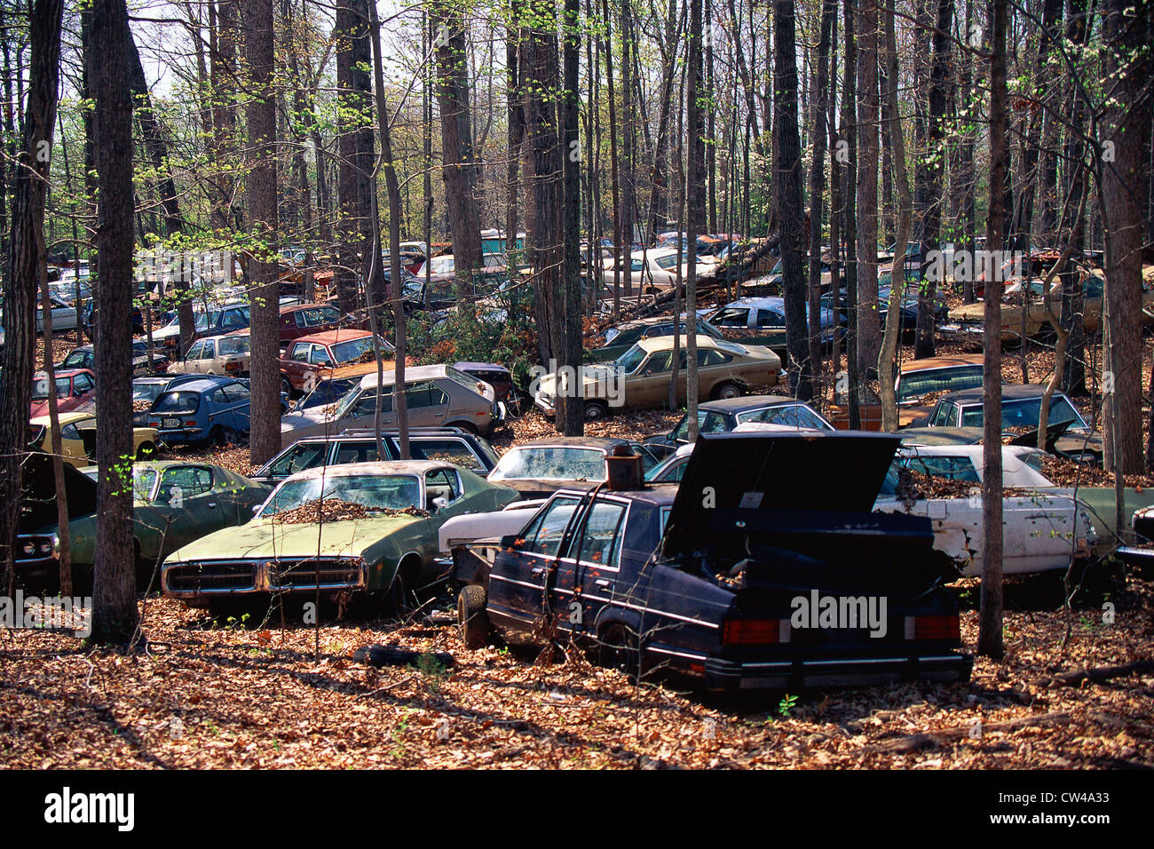 Abandoned cars in the woods Stock Photo: 49882871 - Alamy