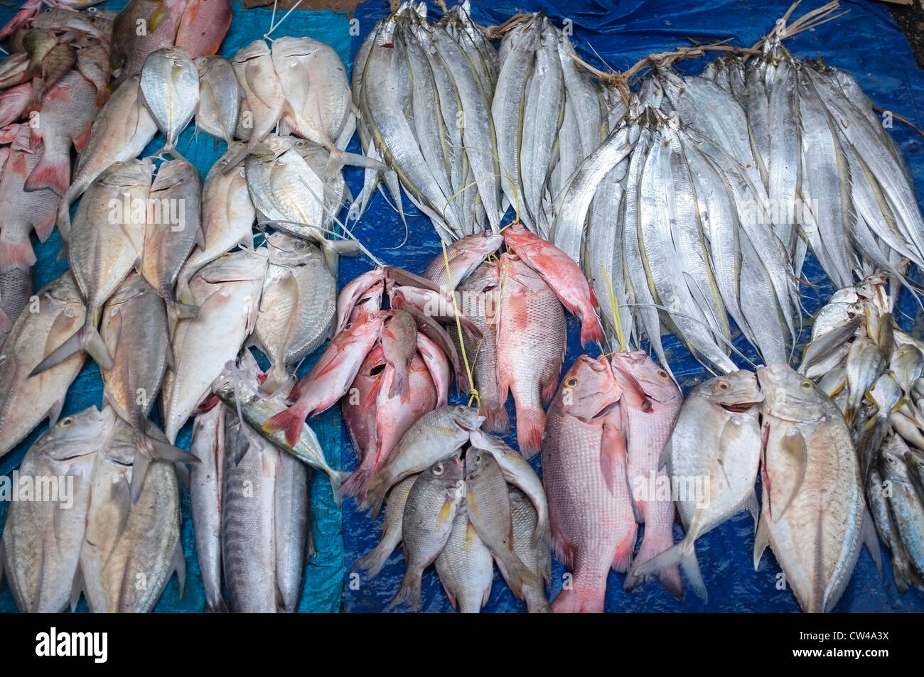 Suva fish market suva fiji hi-res stock photography and images - Alamy