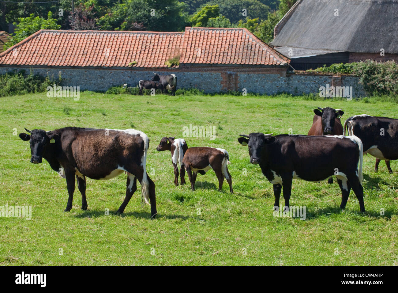 Cow rear end hi-res stock photography and images - Alamy