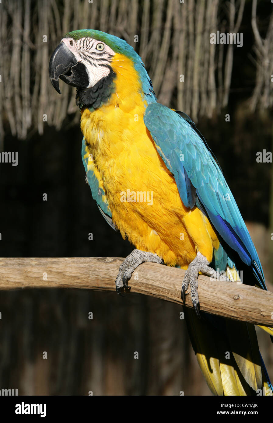 Blue and Yellow Macaw, Ara ararauna, Psittacidae. A Colourful Parrot ...