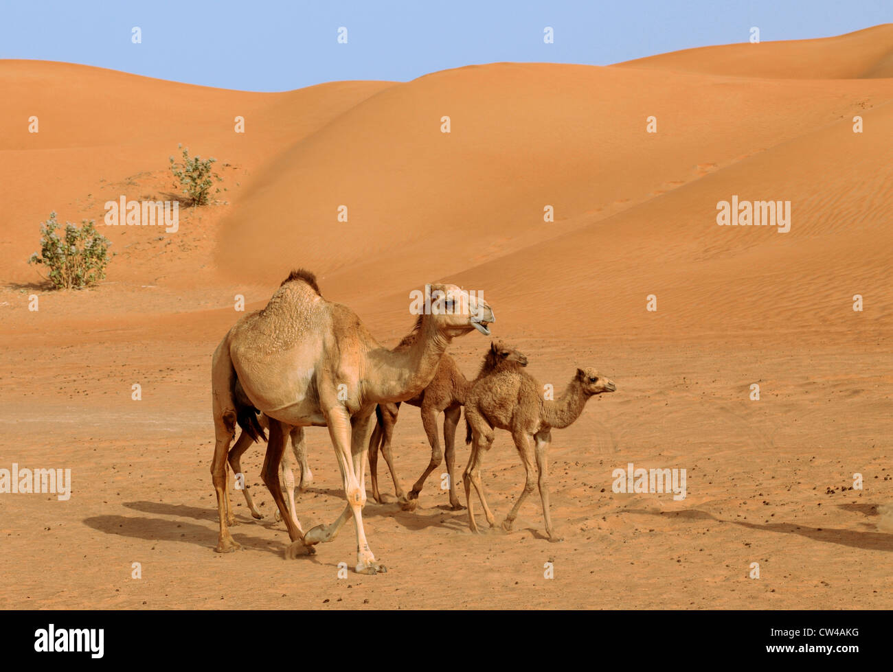 Uae desert camel hi-res stock photography and images - Alamy