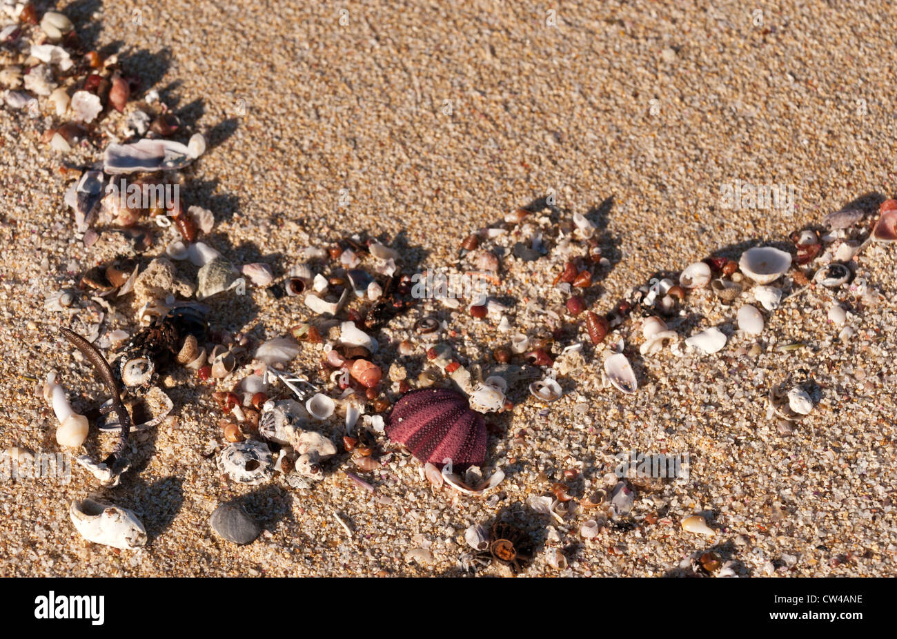 Australia shells seashells hi-res stock photography and images - Alamy