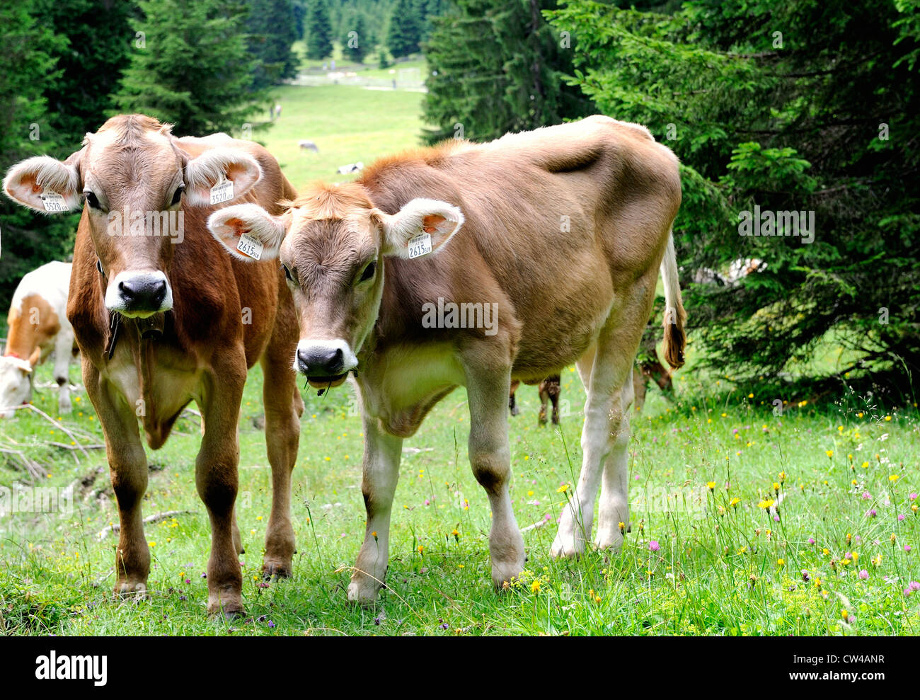 Feeding the calves hi-res stock photography and images - Alamy