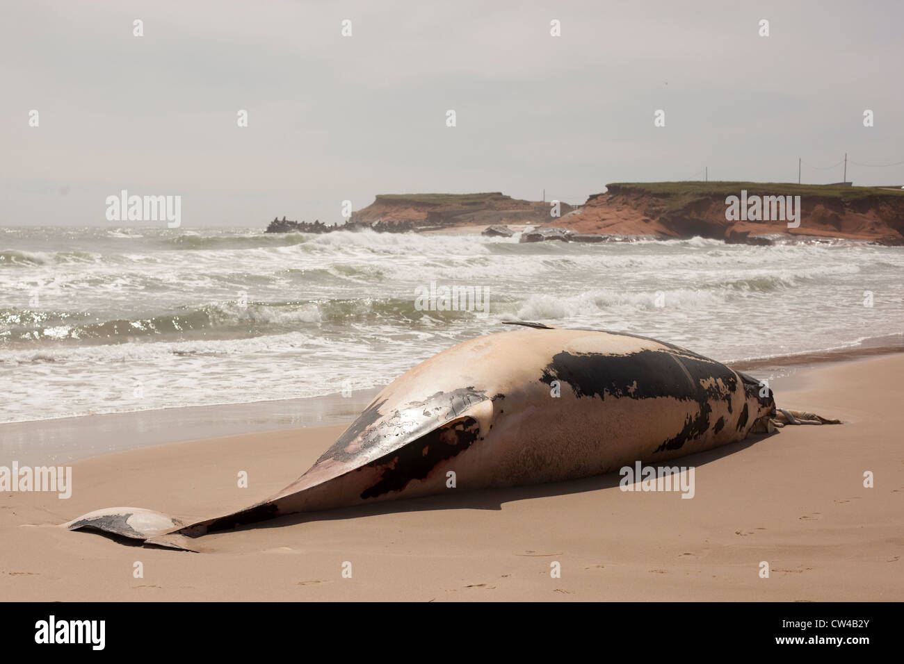 stranded whale on beach Stock Photo - Alamy