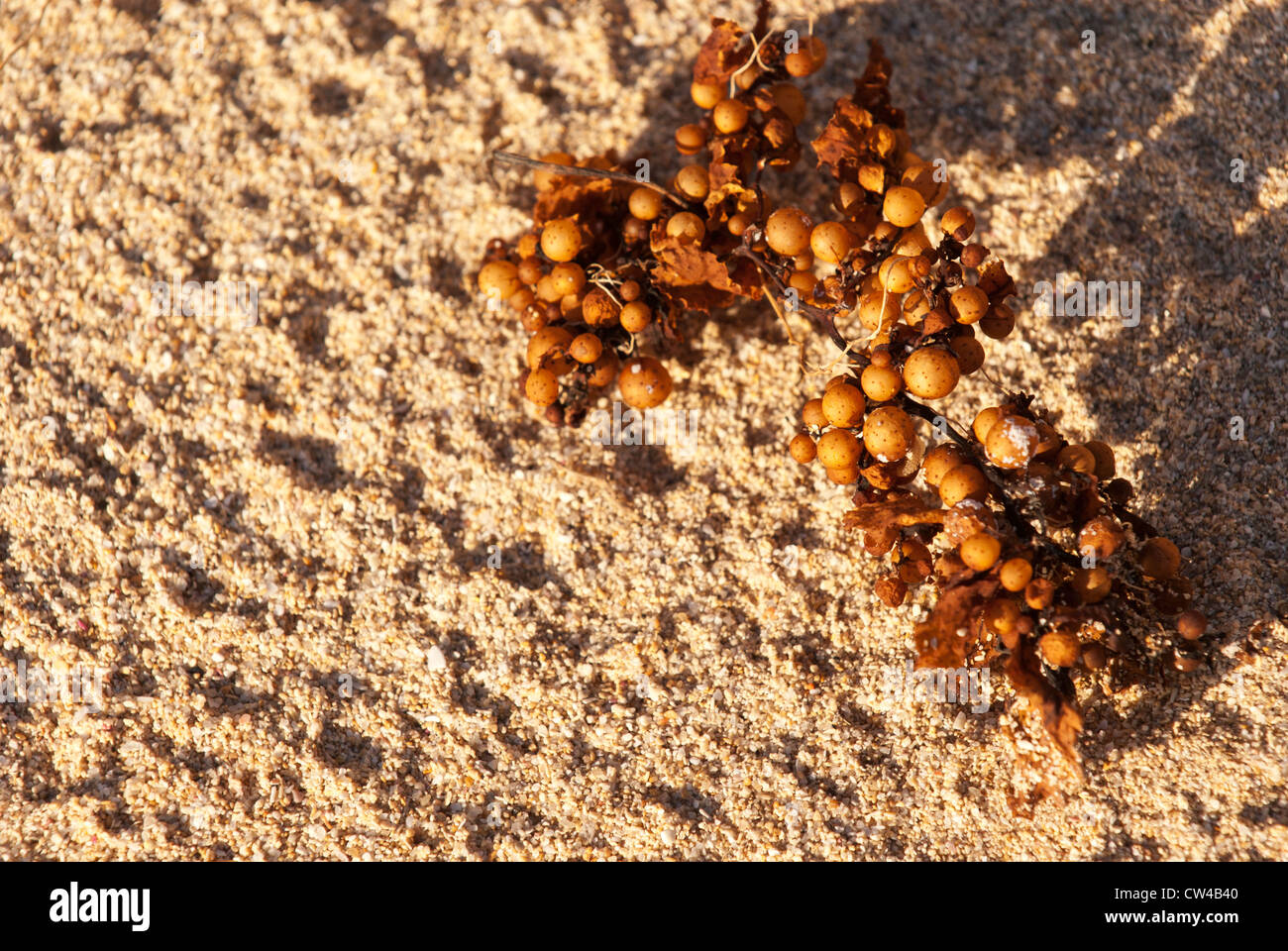Seaweed washed up on Moses Rock Beach, Western Australia Stock Photo ...