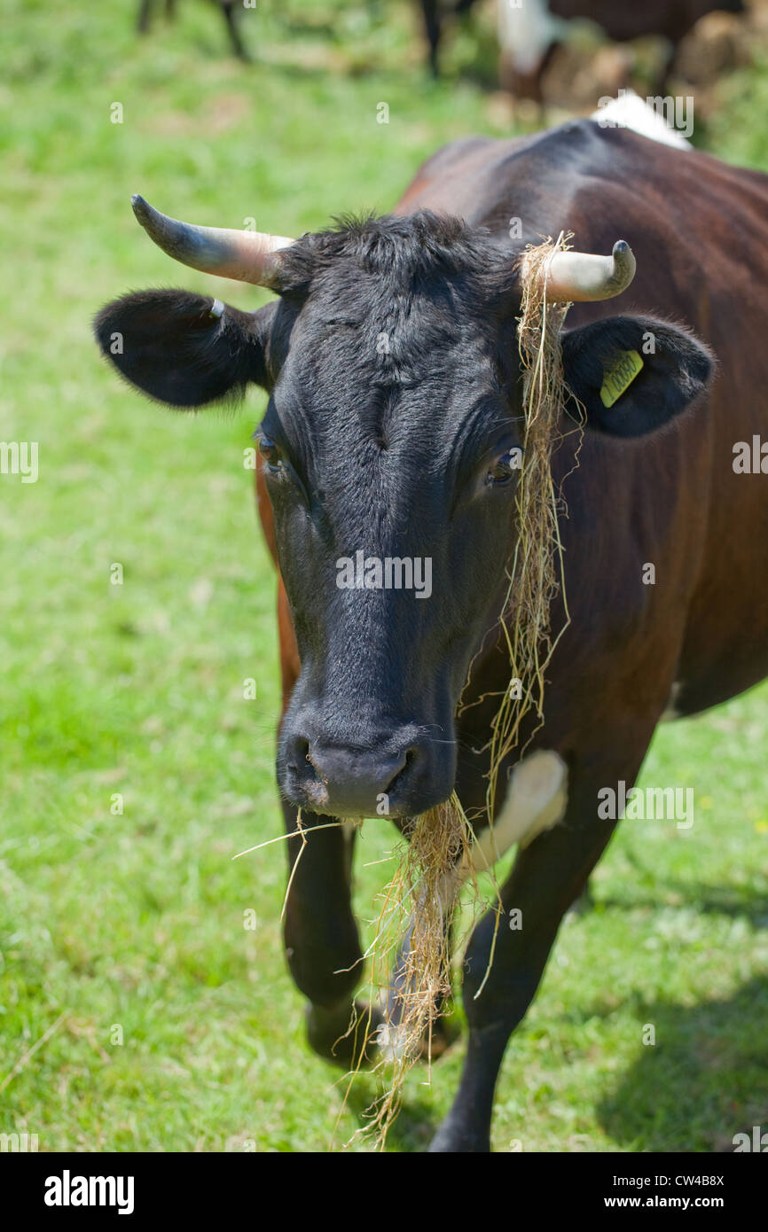Gloucester Cattle (Bos taurus). Cow with hay hanging from from horn and ...