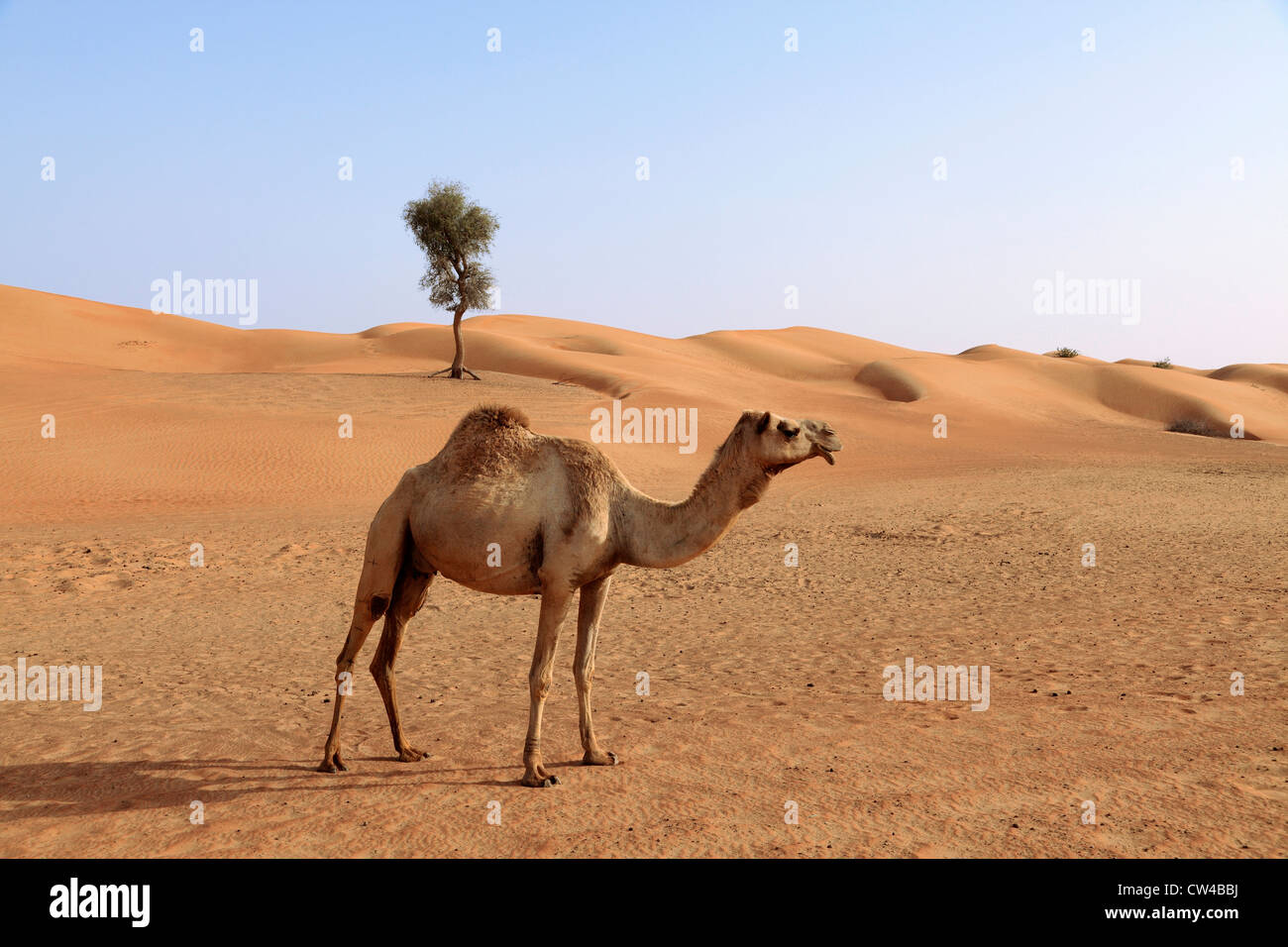 Uae Camel Desert High Resolution Stock Photography and Images - Alamy