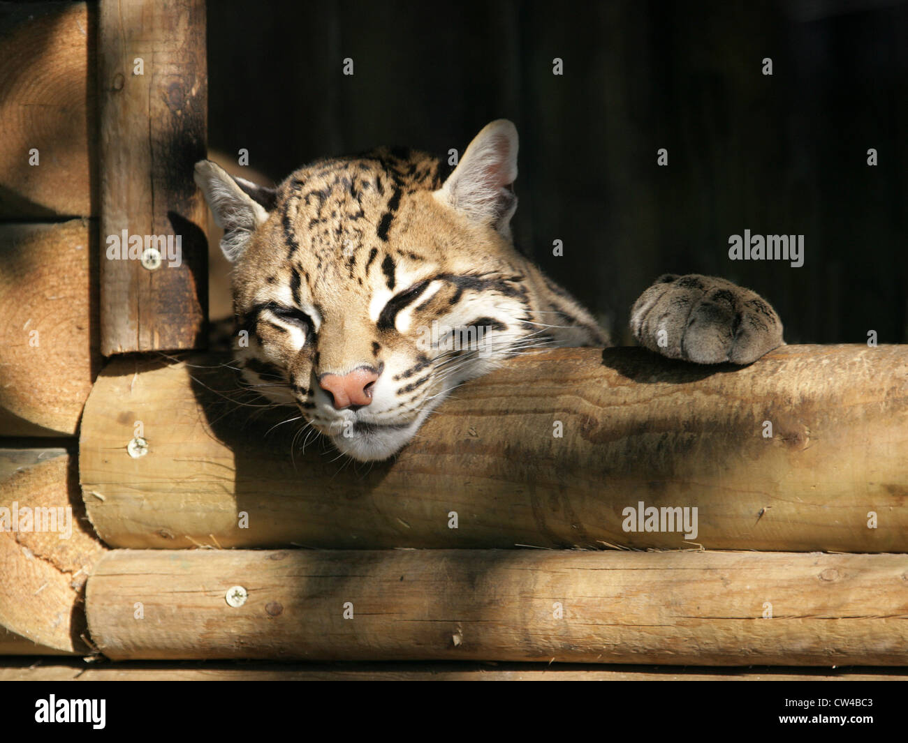 Ocelot, Leopardus pardalis, Felidae. Also Known as the Dwarf Leopard ...
