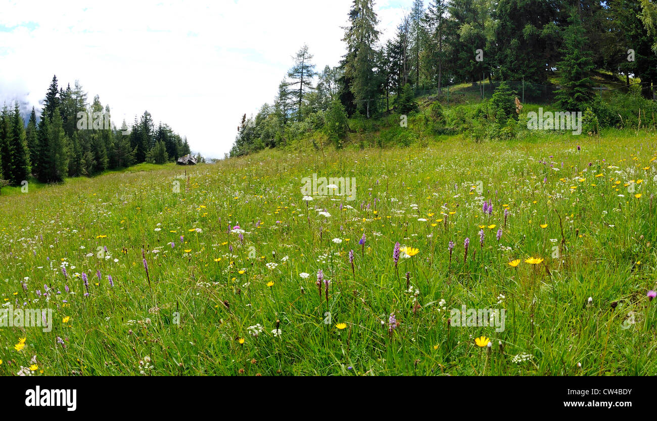 Austrian alps flower hi-res stock photography and images - Alamy